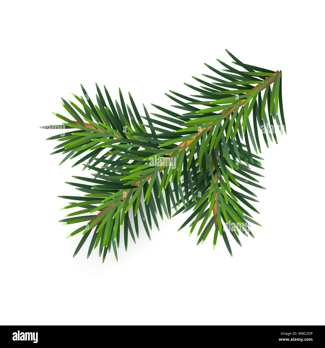Christmas Tree Branch Vector