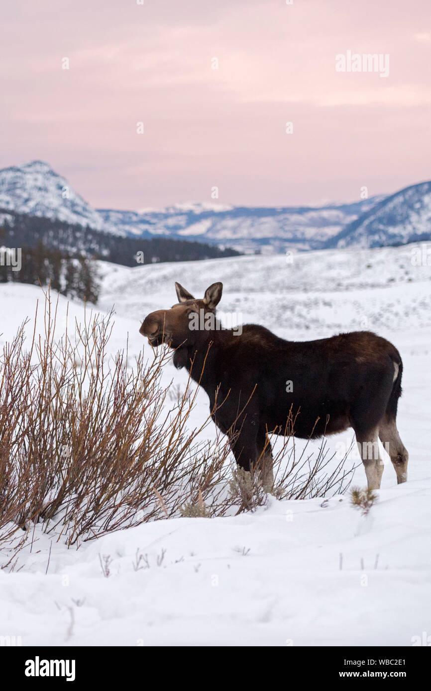 Full body photo of a moose hi-res stock photography and images - Alamy