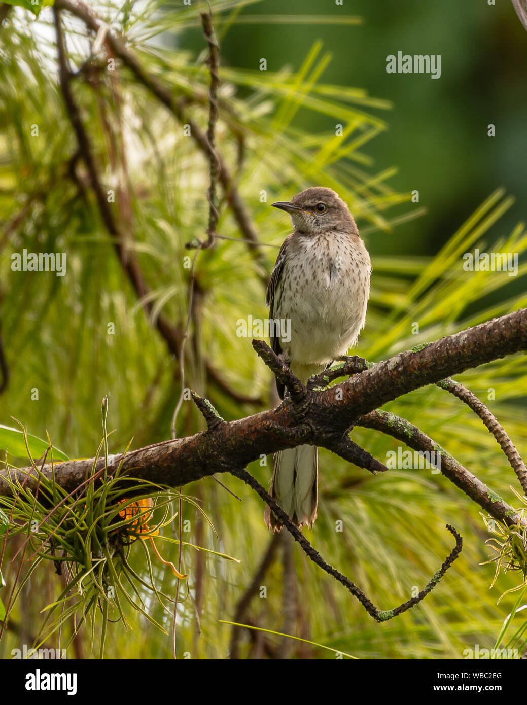Northern mockingbird sitting on a branch of a pine tree - Florida Stock ...