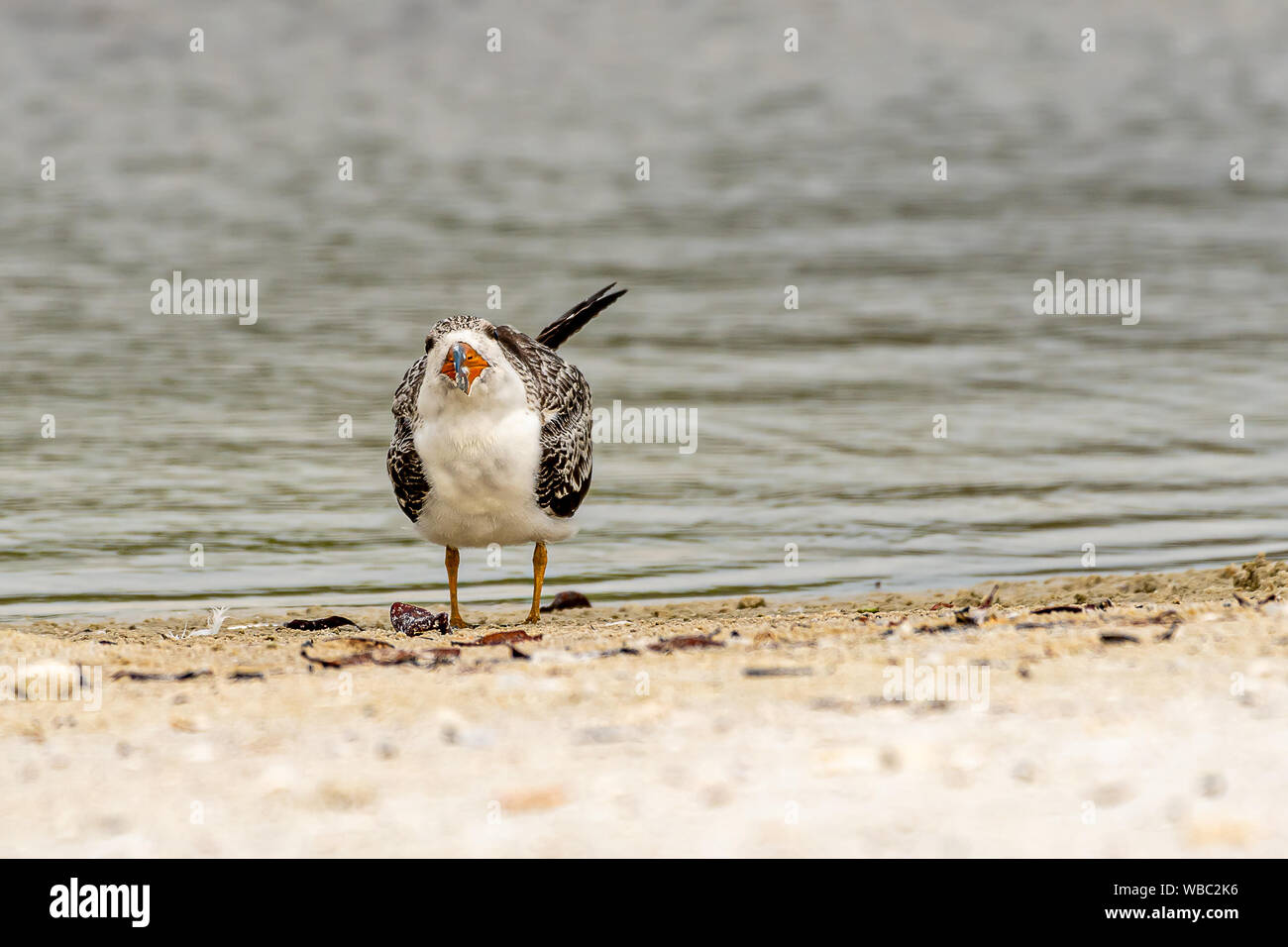 A young black skimmer on the beach in Florida Stock Photo - Alamy