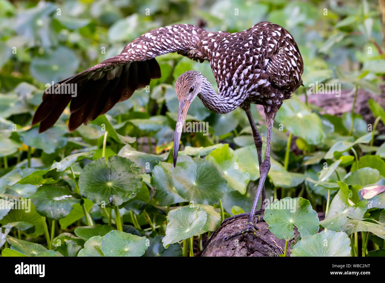 One wing hi-res stock photography and images - Alamy