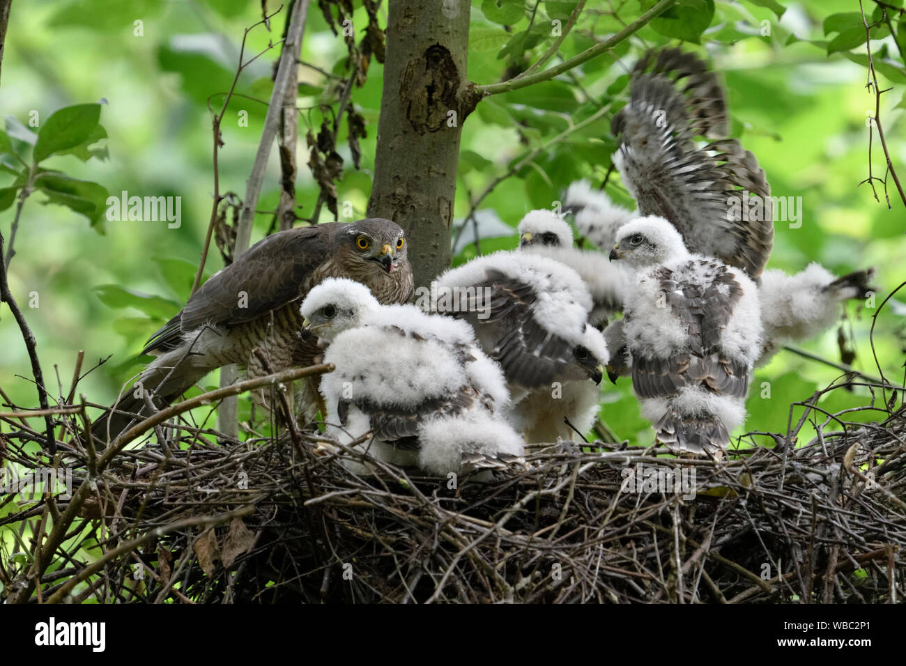 Sparrowhawk Sperber Accipiter Nisus Adult Female Feeding Its sparrowhawk-sperber-accipiter-nisus-adult-female-feeding-its