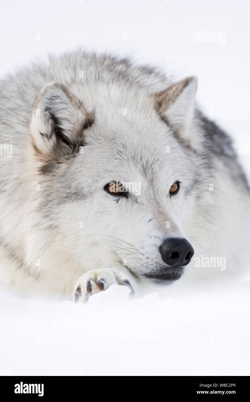 Gray Wolf / Grauwolf ( Canis lupus) in winter, lying, resting in snow ...