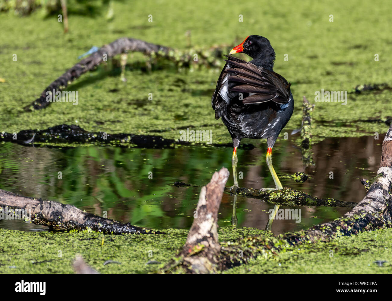 Moorhen (Gallinula chloropus), also known as marsh hen, or skittish ...