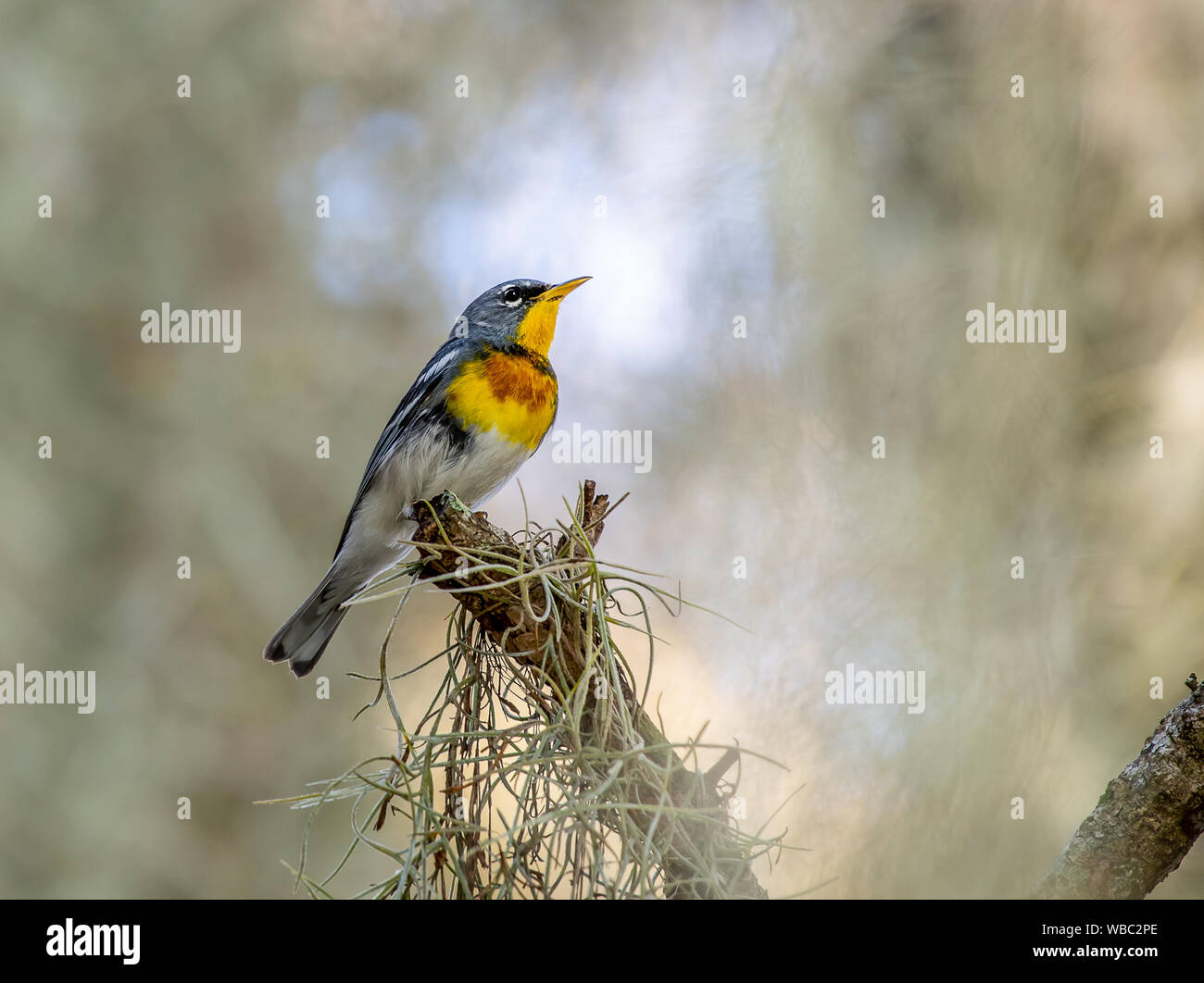 Northern Parula Nest