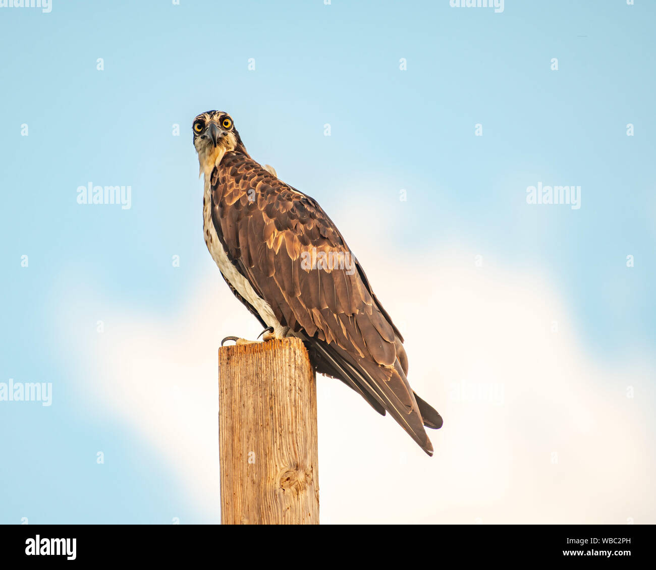 Osprey fly front view hi-res stock photography and images - Alamy