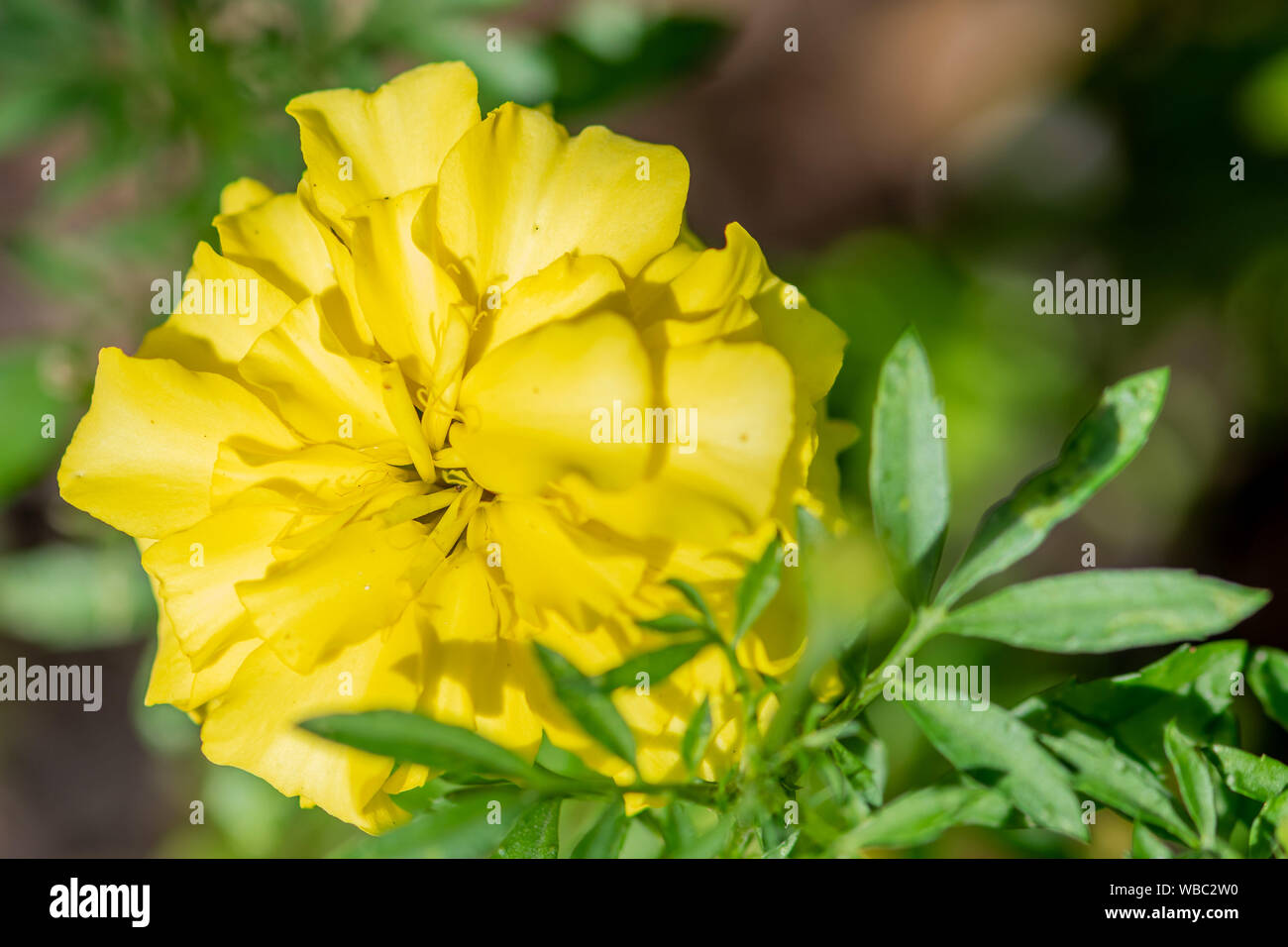 Yellow marigold in the Florida gardens Stock Photo - Alamy