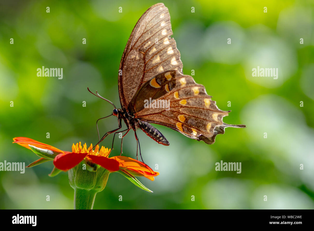 Mexican butterfly hi-res stock photography and images - Alamy