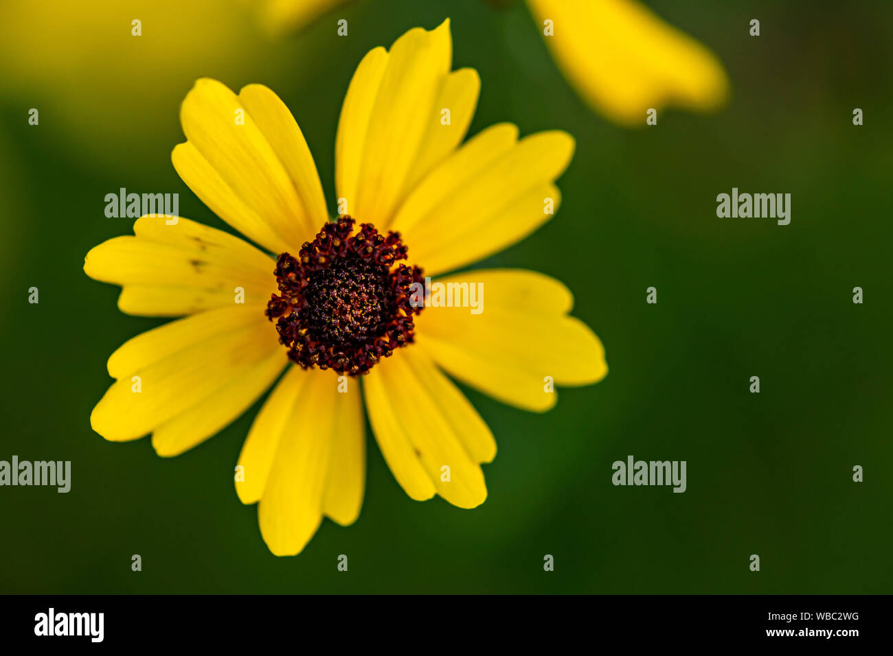 Yellow flower ground cover hi-res stock photography and images - Alamy