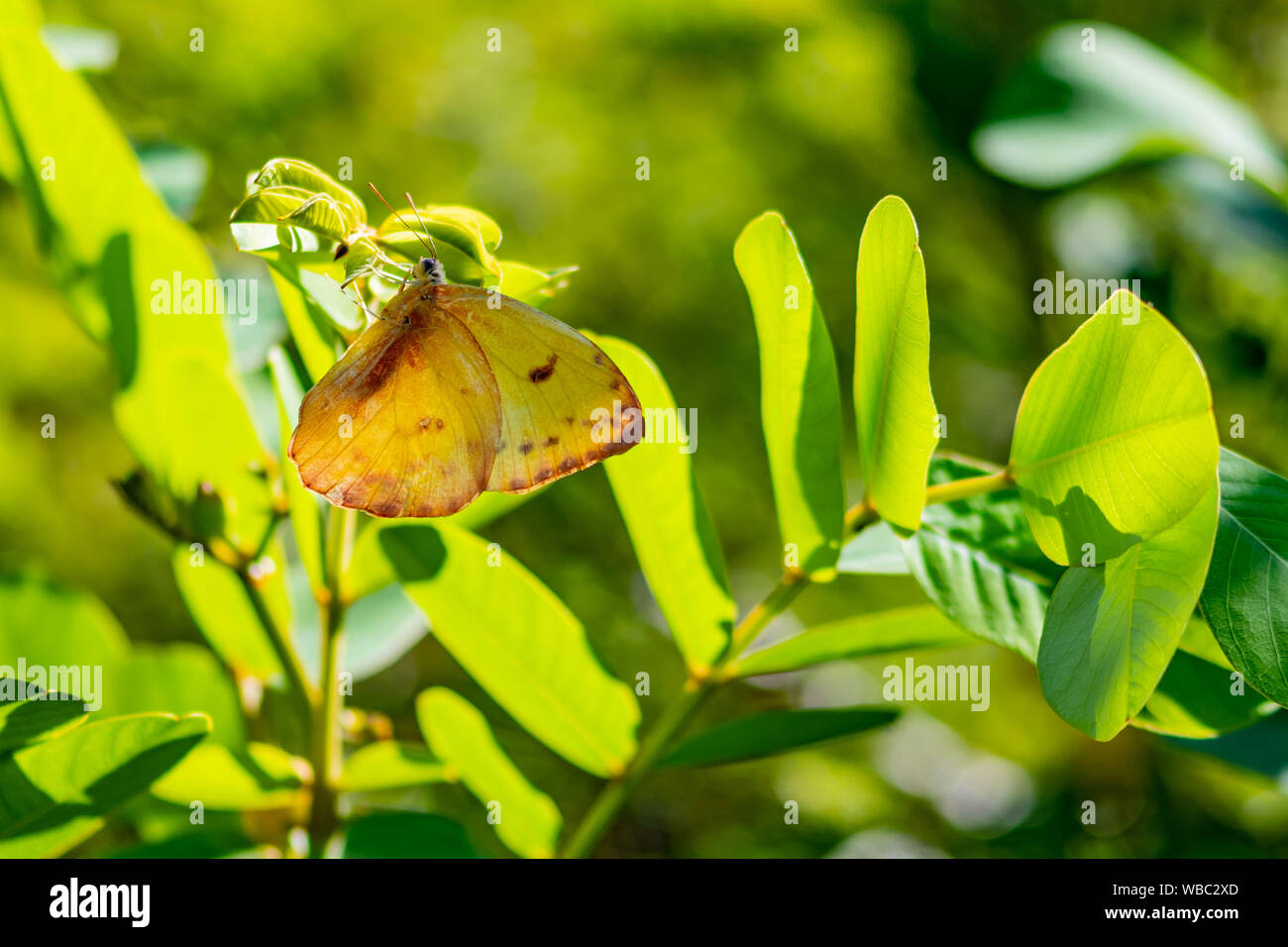 Yellow sulfur butterfly sits on a leaf - Florida Stock Photo - Alamy
