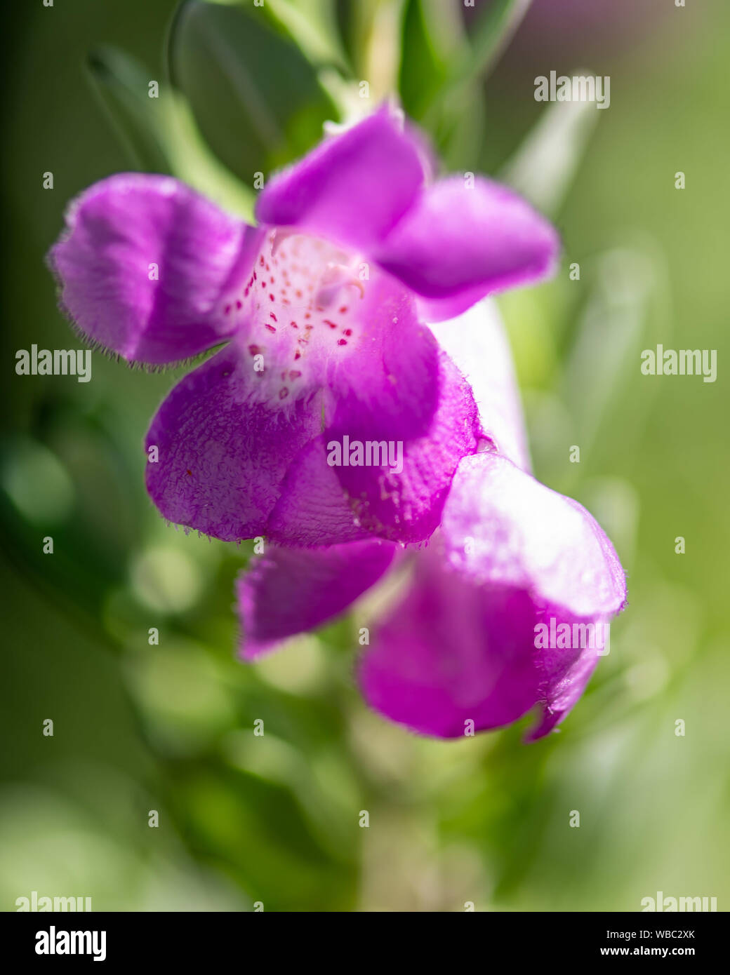 Purple flowers in a Florida garden Stock Photo - Alamy