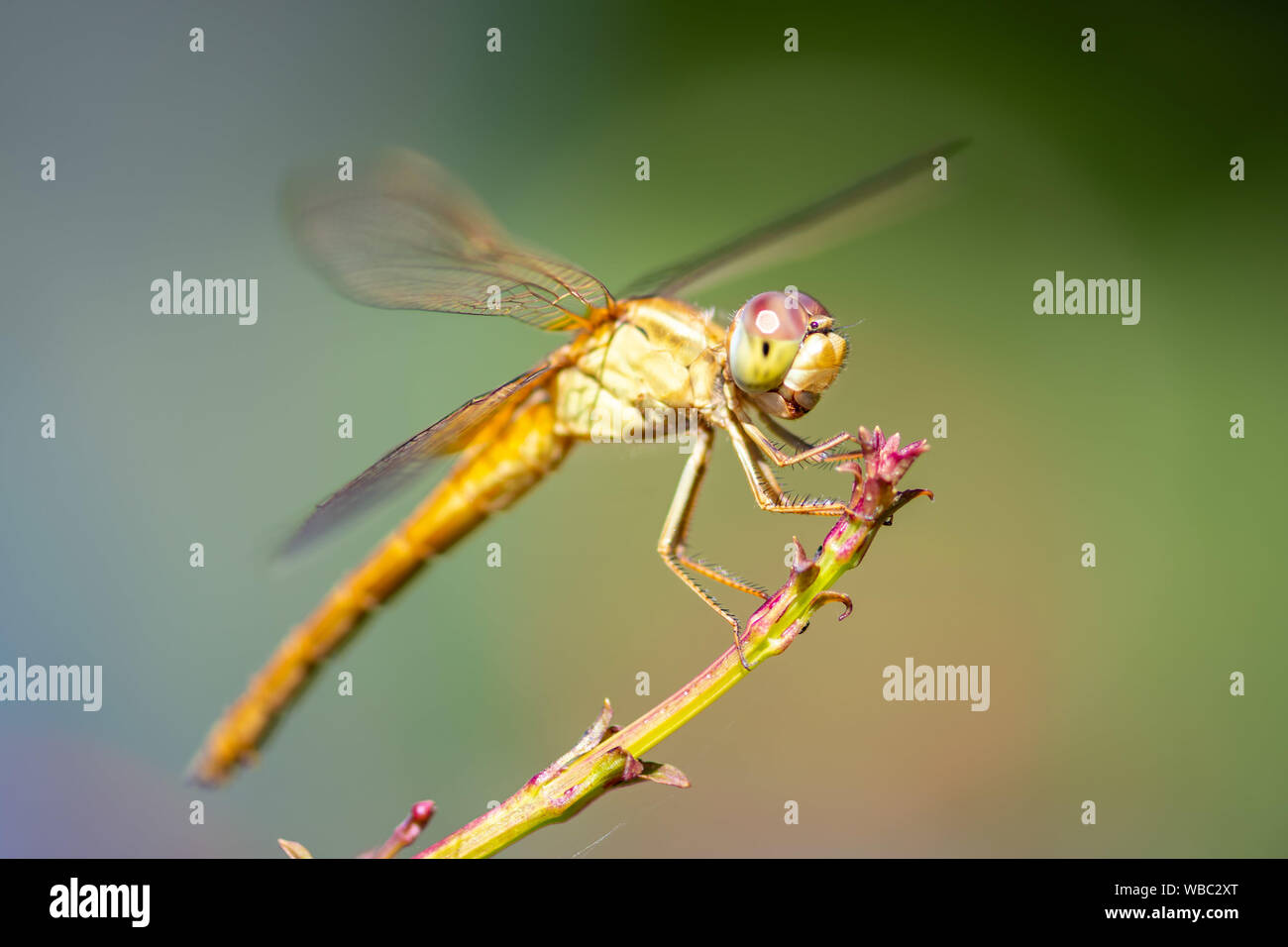Wandering glider dragonfly - yellow in Florida Stock Photo - Alamy