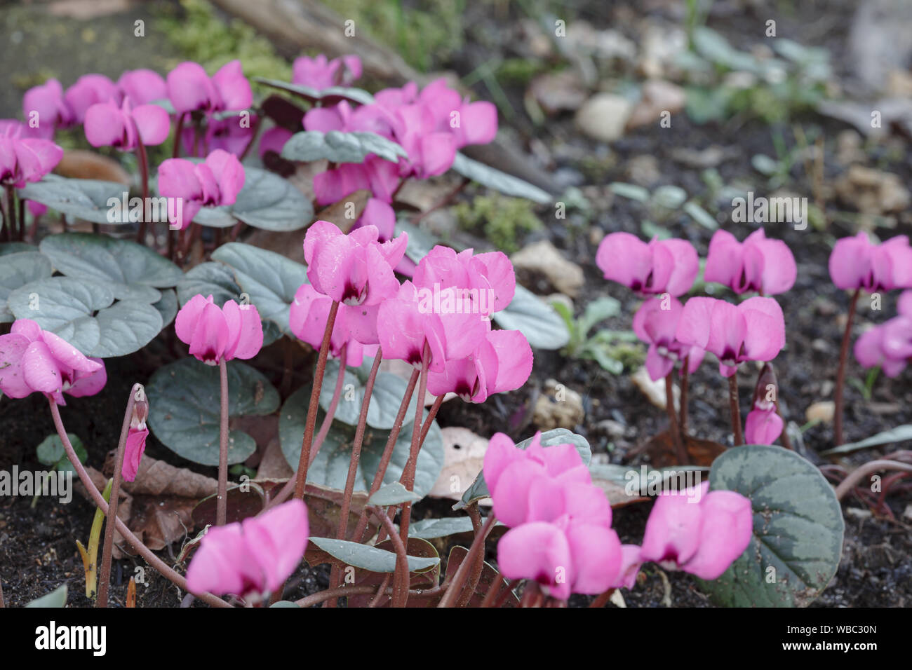 Cyclamen hederifolium uk hi-res stock photography and images - Alamy