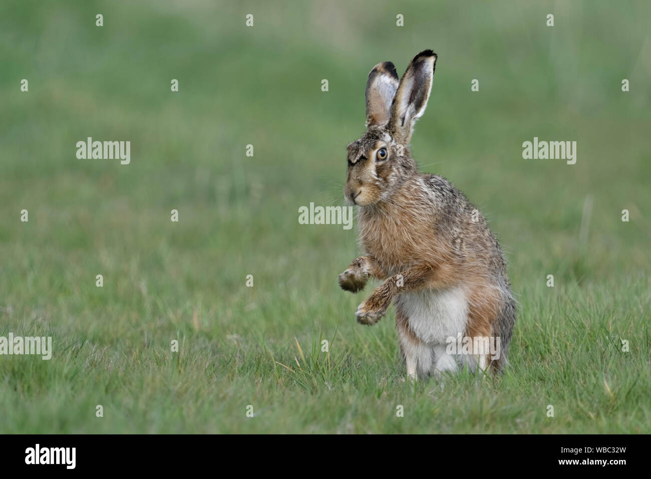Boxing brown hares hi-res stock photography and images - Alamy