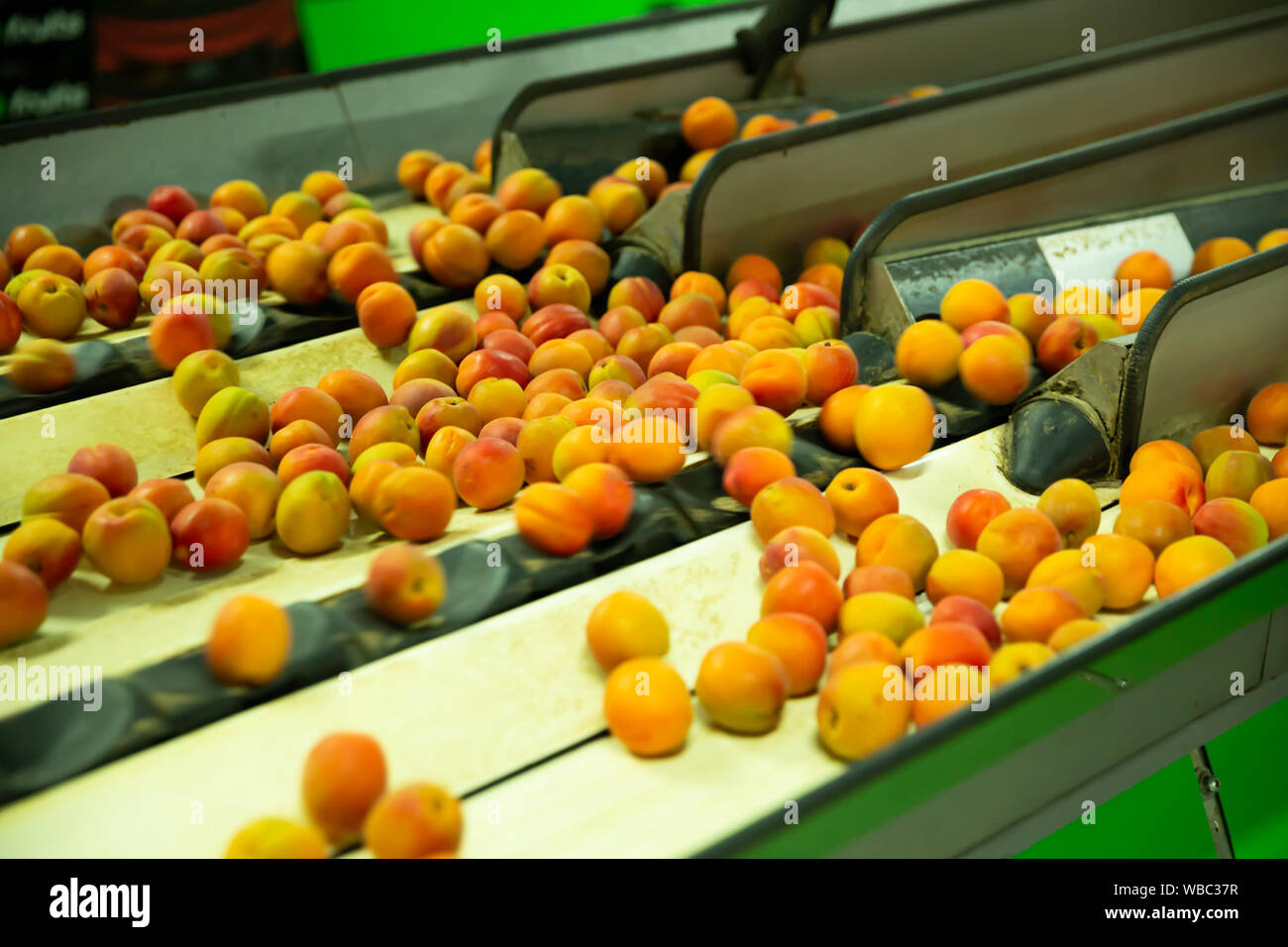 Fresh apricots on conveyor line of sorting and packaging Stock Photo ...