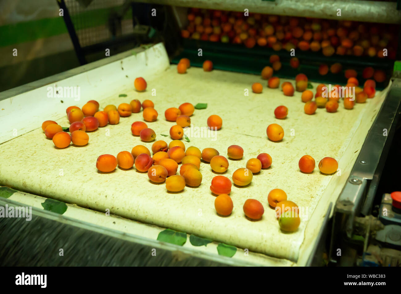 Production facilities of grading and packing of harvest of apricots on ...