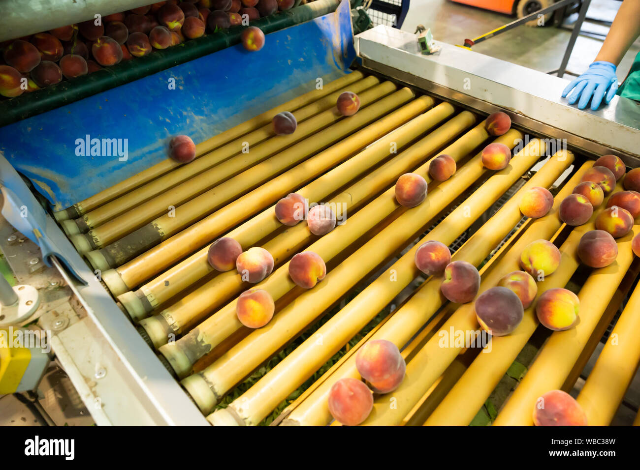 Fresh peaches on processing line of sorting and packaging Stock Photo ...