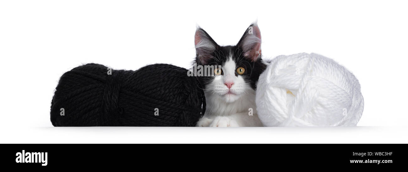 Cute black / white harlequin Maine Coon cat kitten, playing / laying ...
