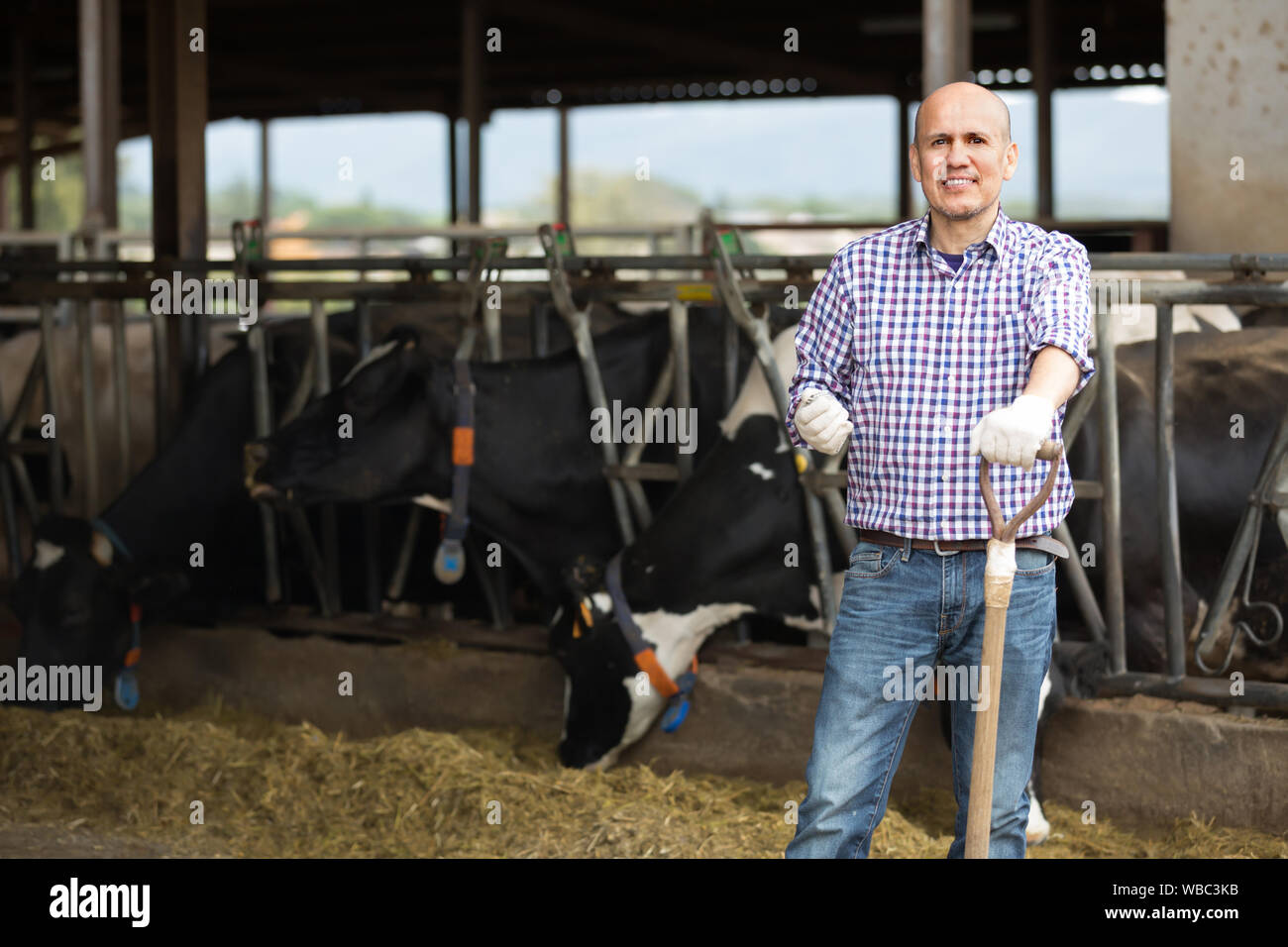 Happy man farm worker feeding cows with hay in hangar Stock Photo - Alamy