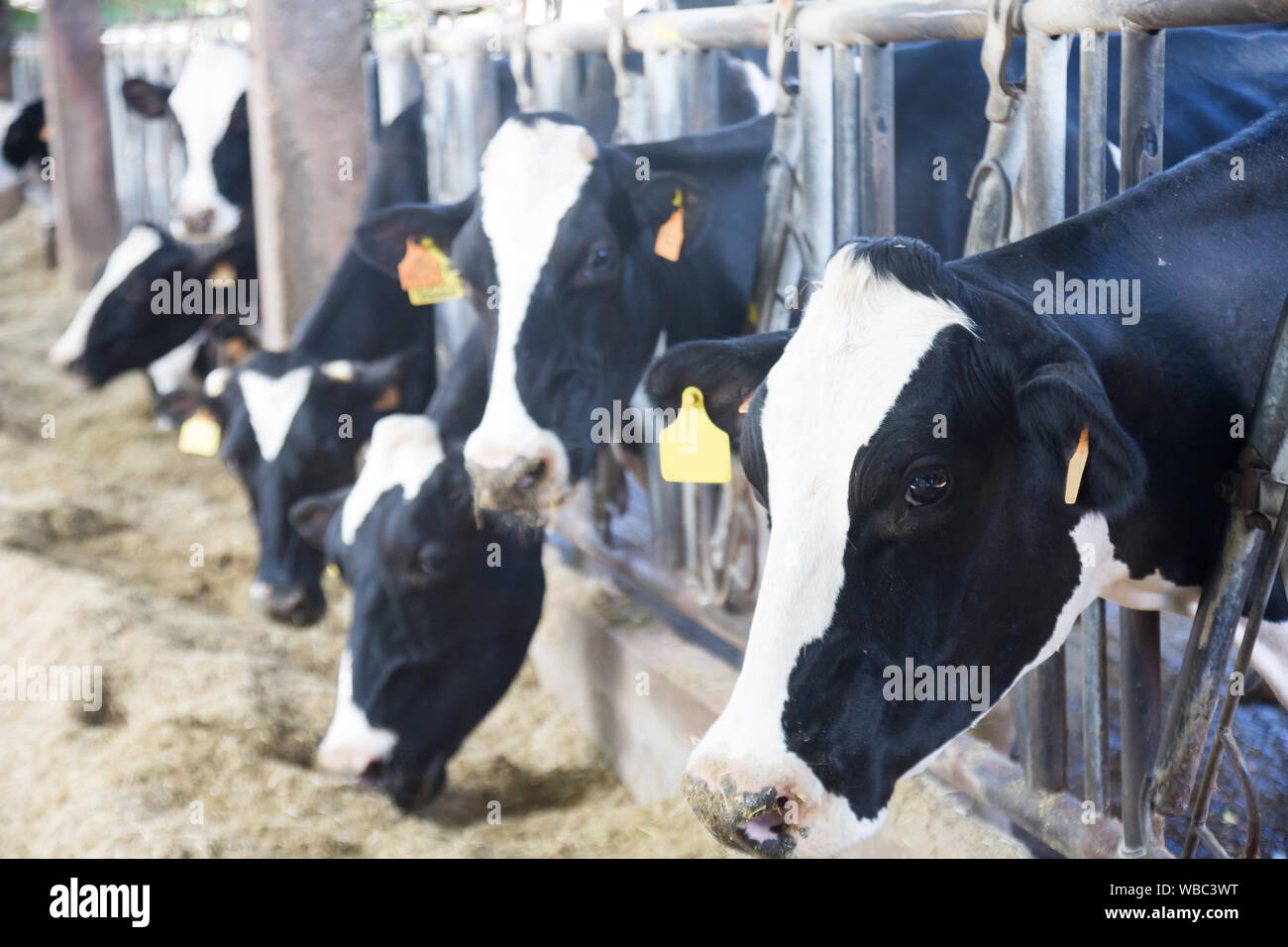 Modern farm cowshed with milking cows eating hay Stock Photo - Alamy