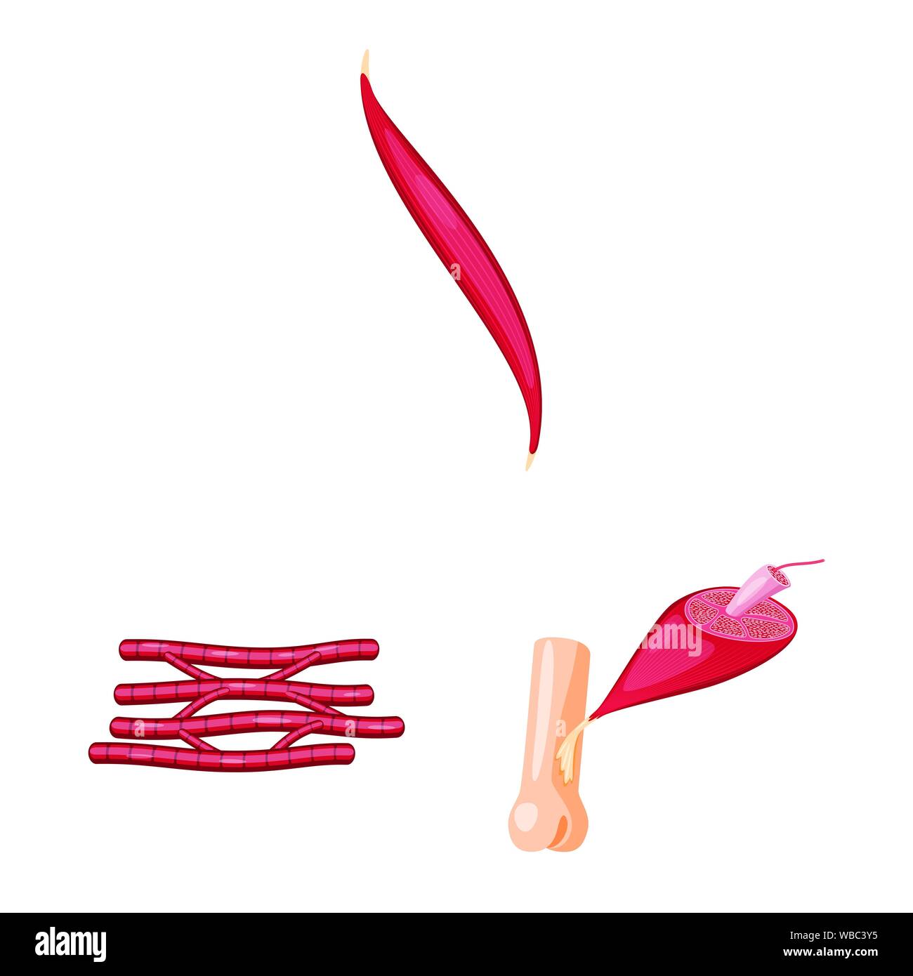 Vector illustration of muscle and cells icon. Set of muscle and anatomy ...