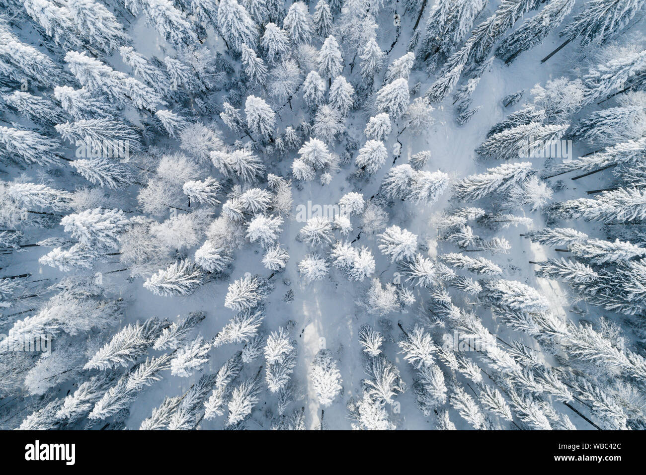 Winter forest, photographed by an unmanned aerial vehicle (UAV). Zug ...