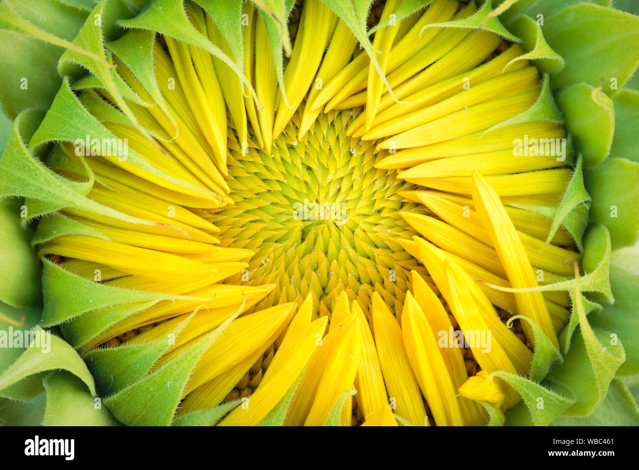 Closed flower hi-res stock photography and images - Alamy