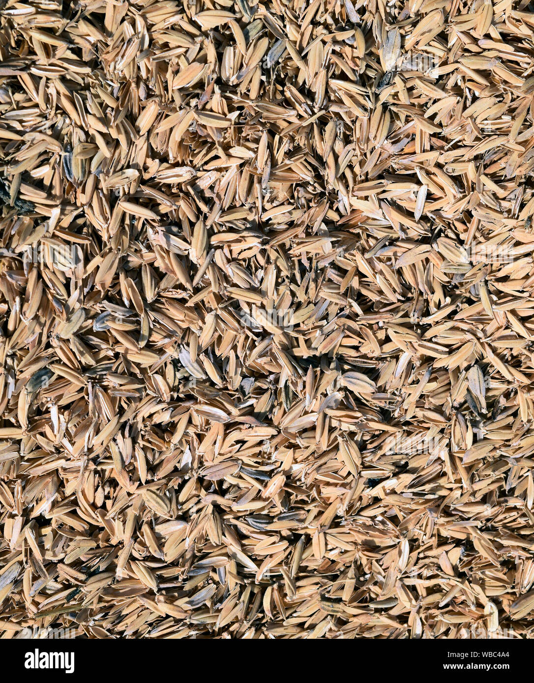 The detail of rice husks for background Stock Photo - Alamy