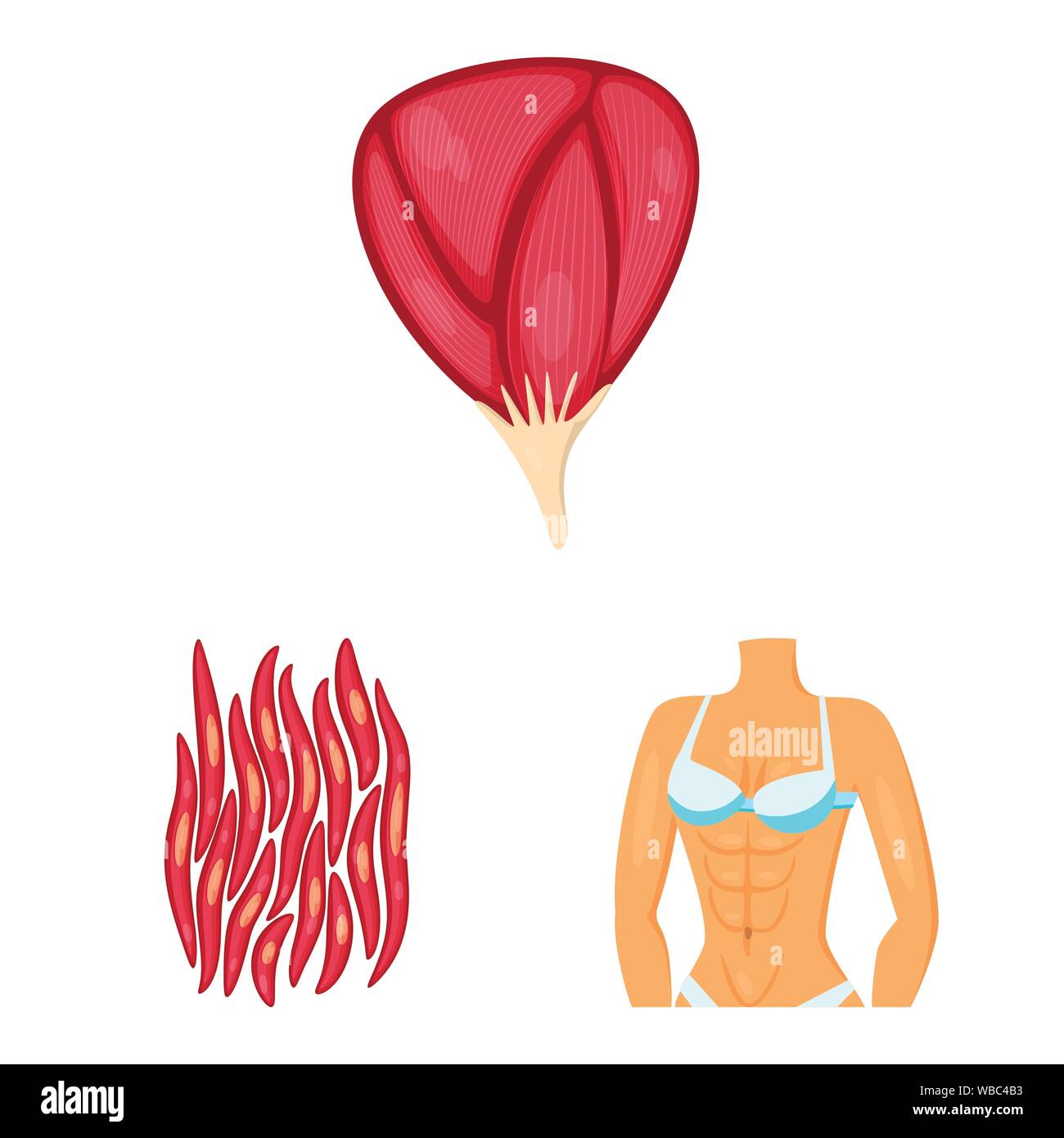 Vector design of muscle and cells logo. Collection of muscle and ...