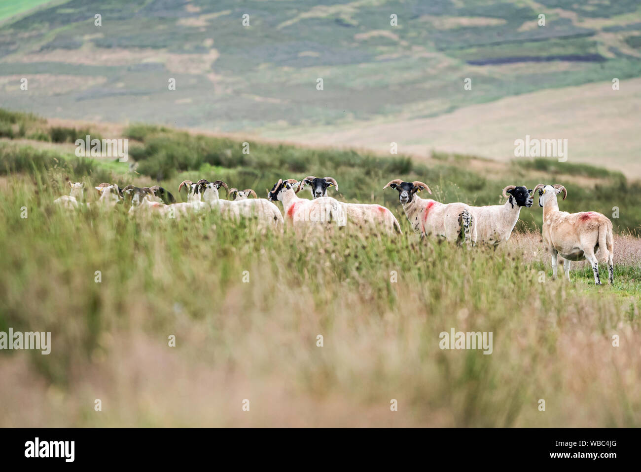 Burnt Hill High Resolution Stock Photography and Images - Alamy