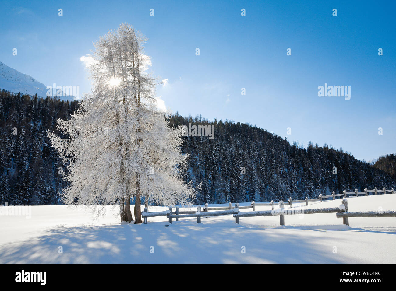 Common Larch, European Larch (Larix decidua). Trees in winter. Grisons ...