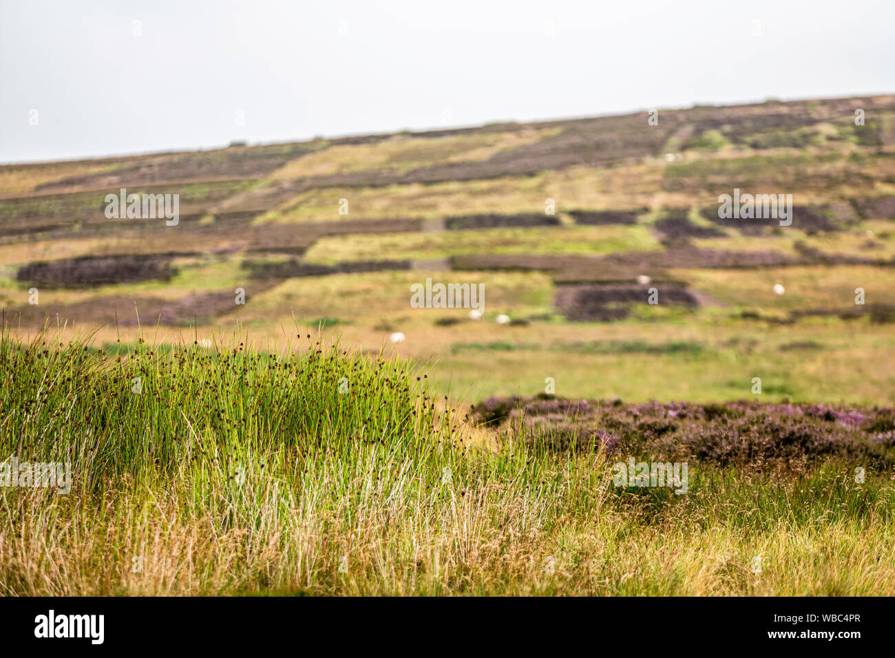 Black Face Sheep Scotland High Resolution Stock Photography and Images ...