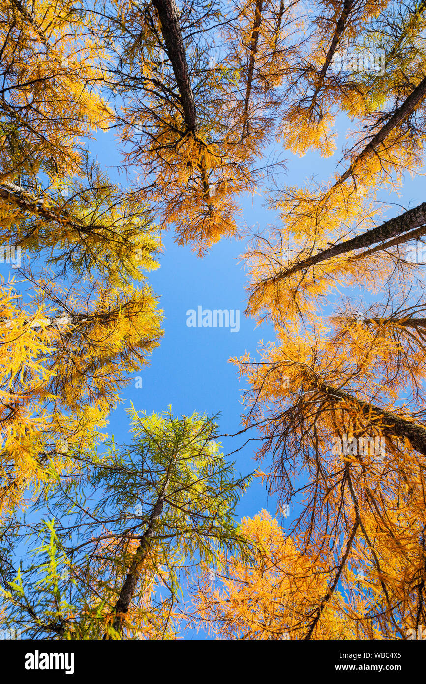 Common Larch, European Larch (Larix decidua). View through the treetops ...