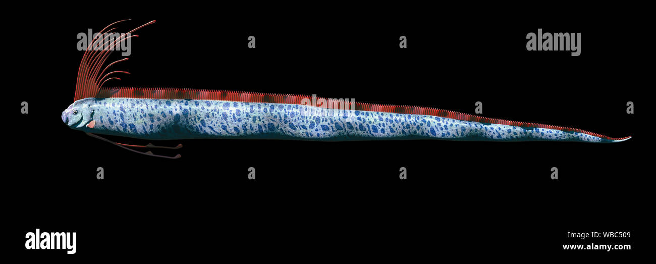 giant oarfish (Regalecus glesne) isolated on black background Stock ...