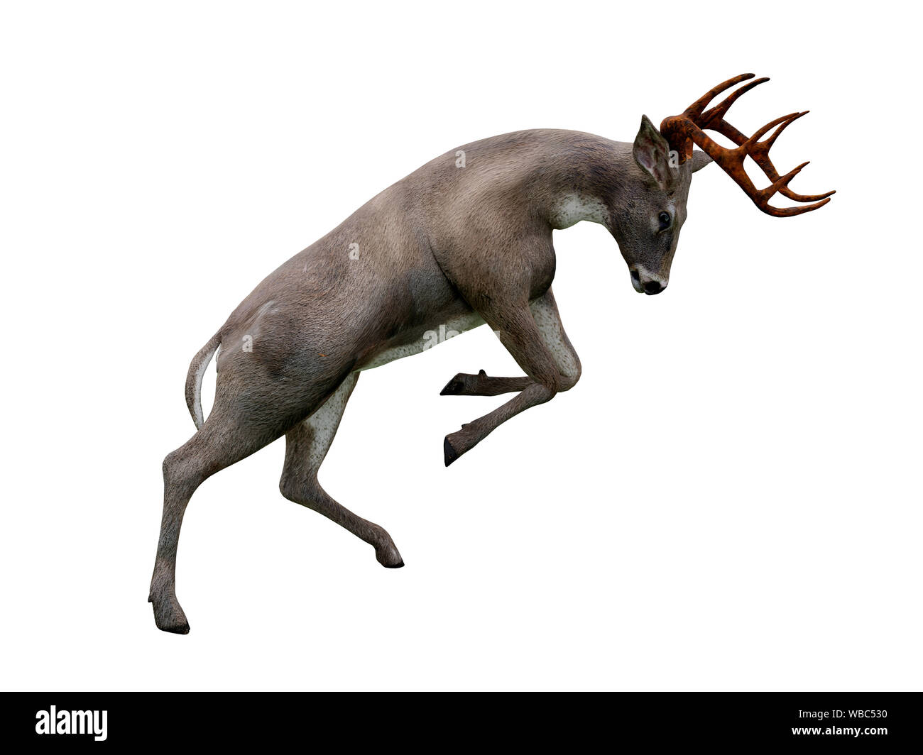 white tailed deer attack, isolated on white background Stock Photo - Alamy