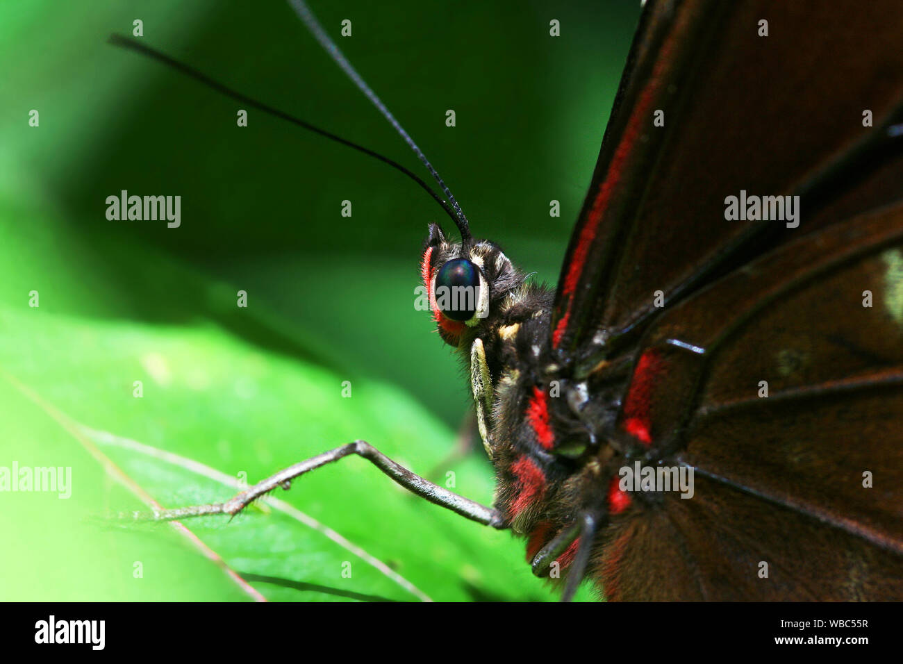 Butterfly wing detail pattern texture hi-res stock photography and ...