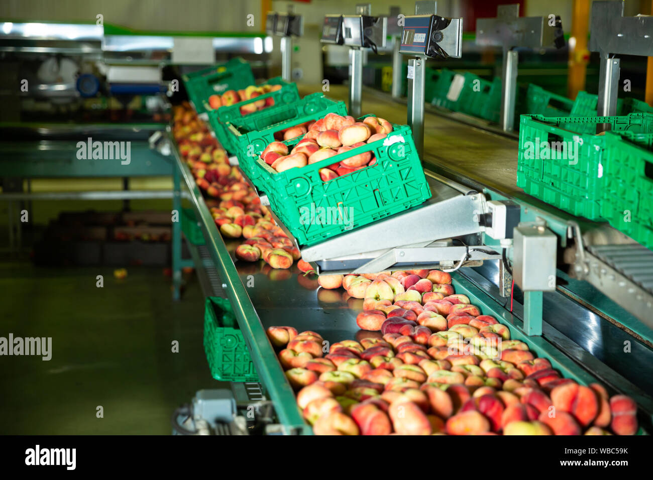 Fresh peaches on conveyor of modern tech production sorting line at ...