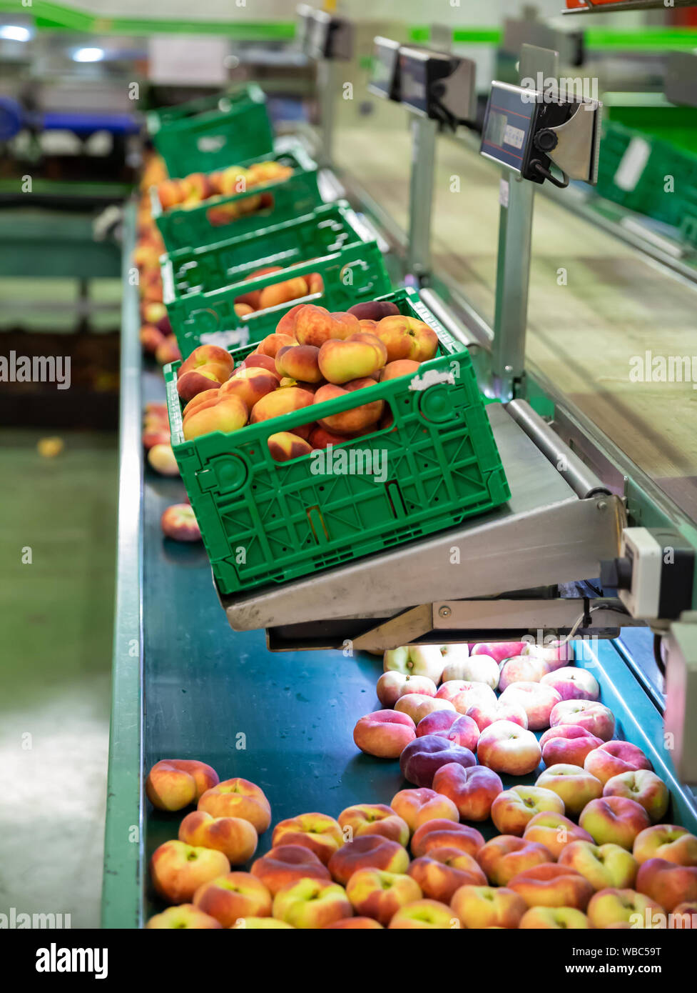 Fresh peaches on conveyor of modern tech production sorting line at ...