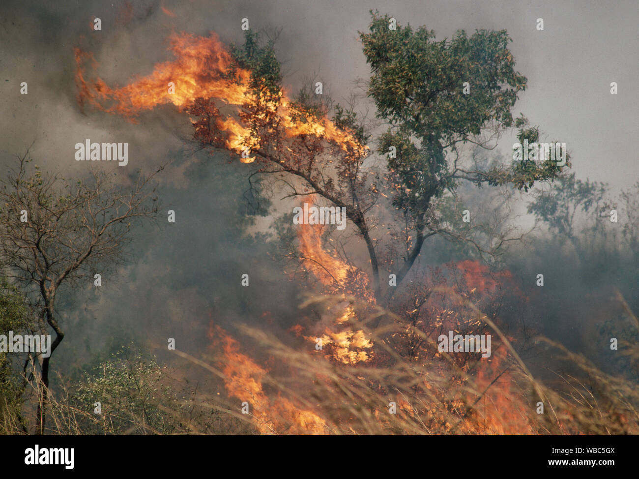 Savanna fire hi-res stock photography and images - Alamy