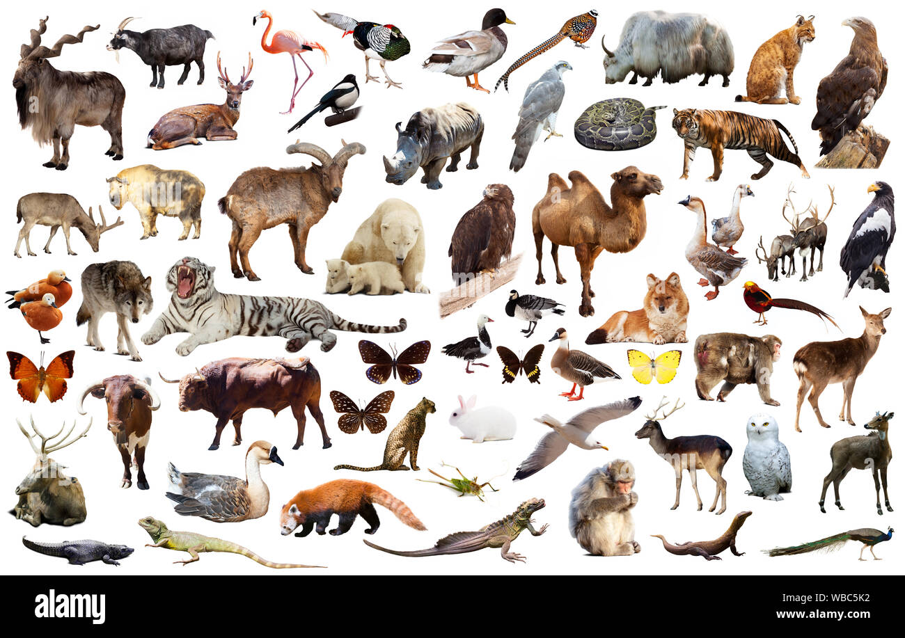 collection of different birds, mammals and reptiles from asia isolated ...