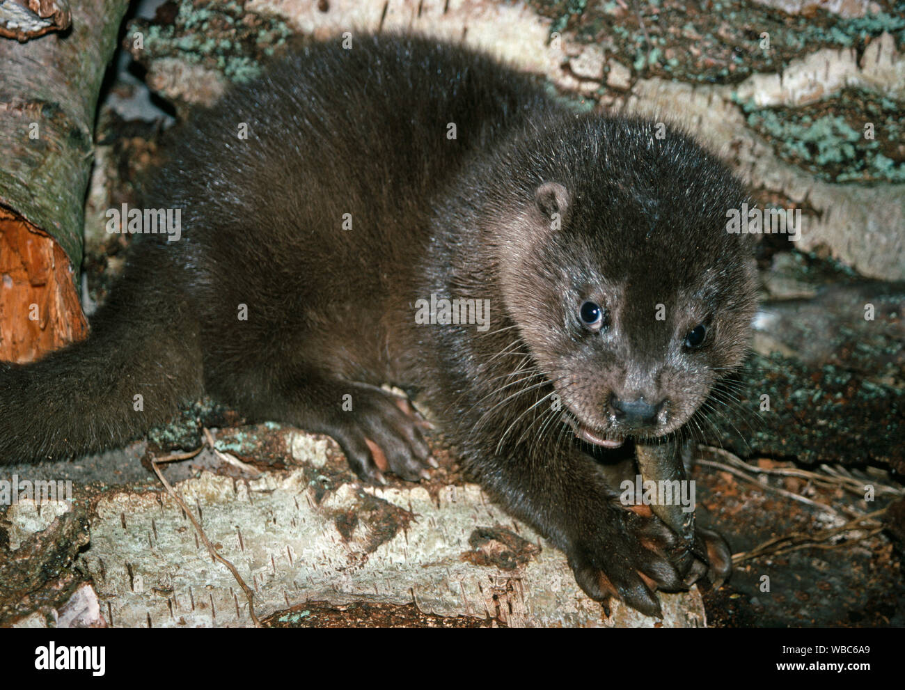 Orphan otter hi-res stock photography and images - Alamy