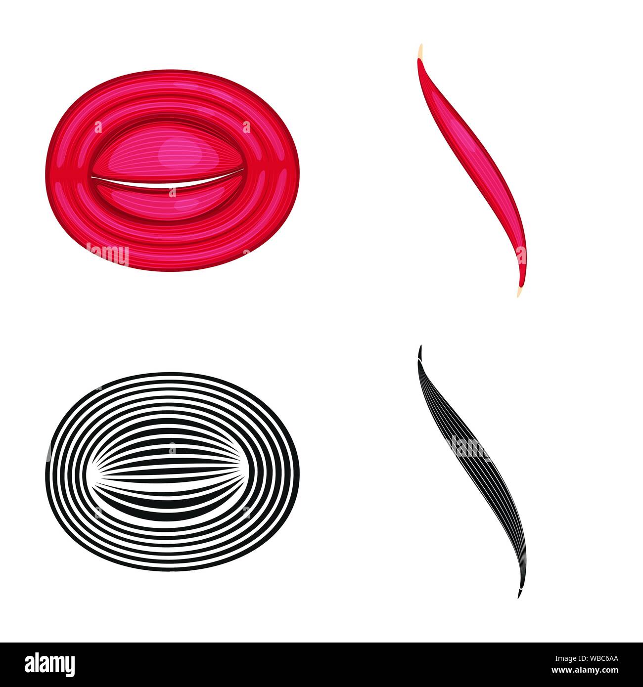 Vector design of fiber and muscular icon. Set of fiber and body stock ...