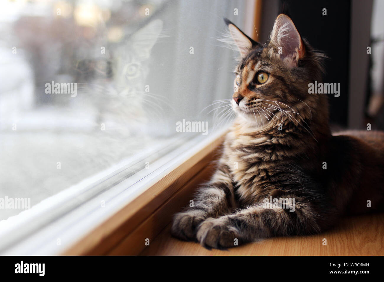 portrait of a beautiful adorable young maine coon kitten cat sitting on ...