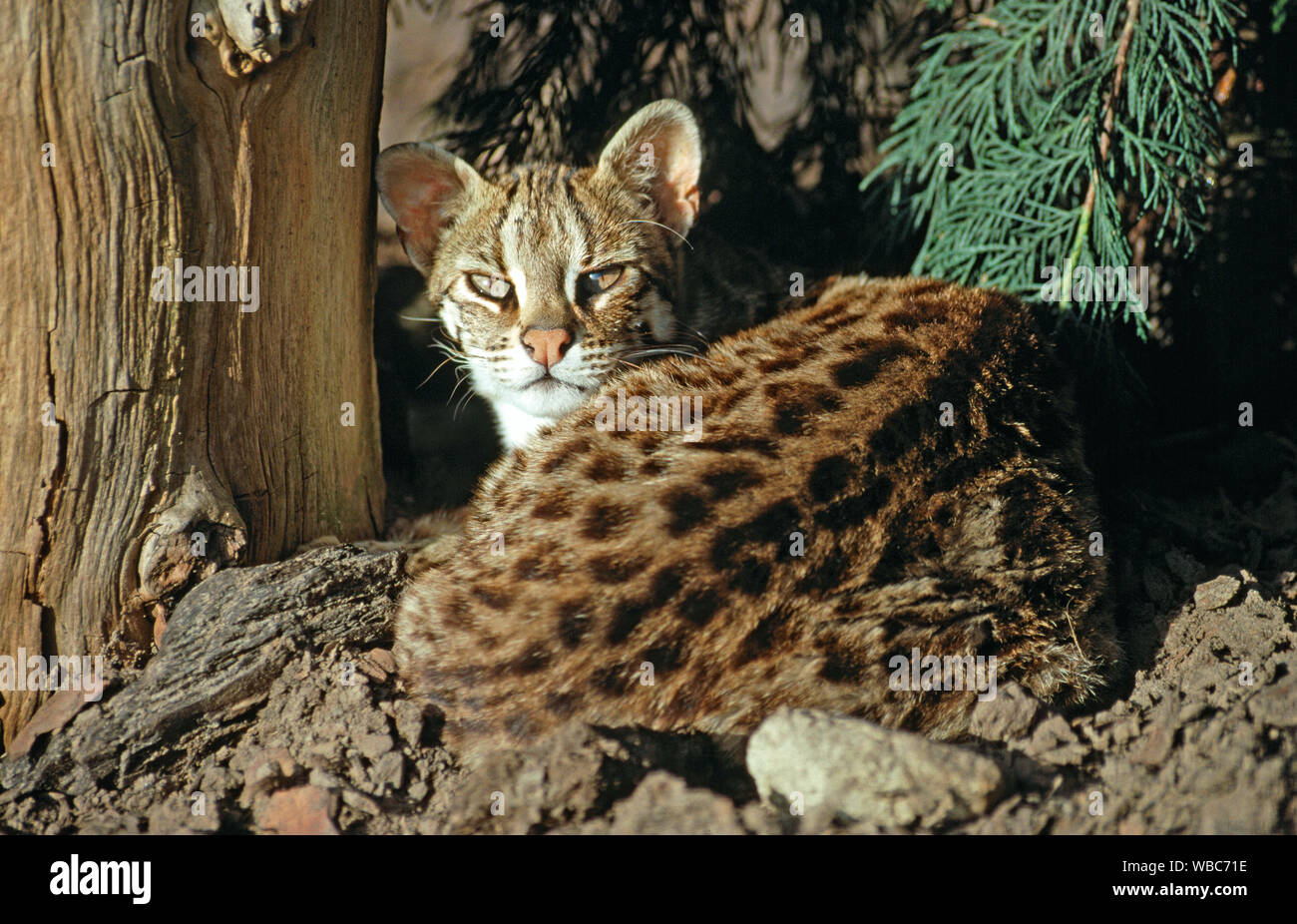 Vertical slit pupils hi-res stock photography and images - Alamy
