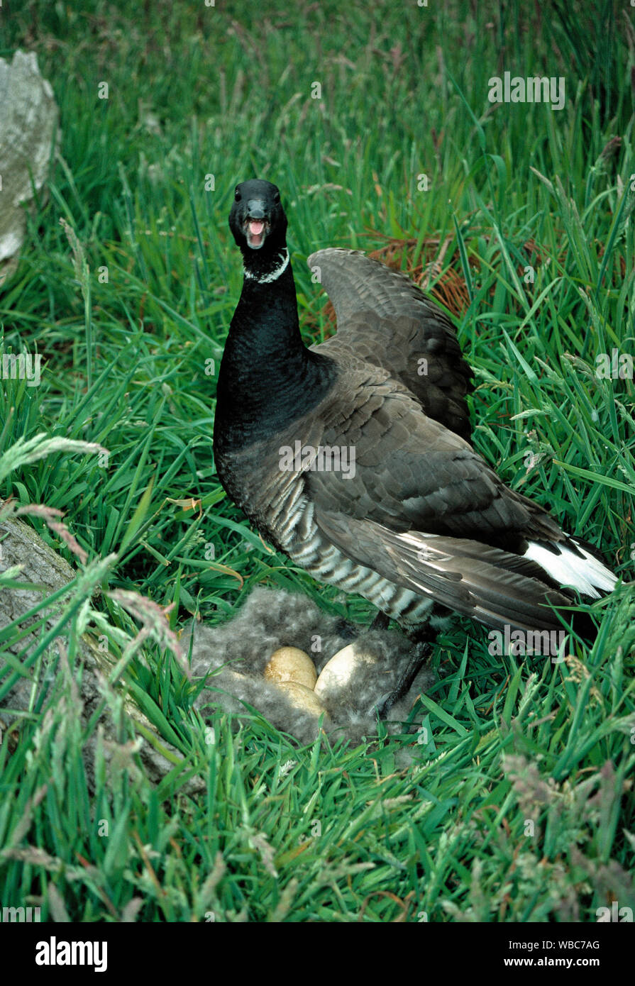 Pacific Bent, or Black Brant Goose (Branta bernicla orientalis). Female ...