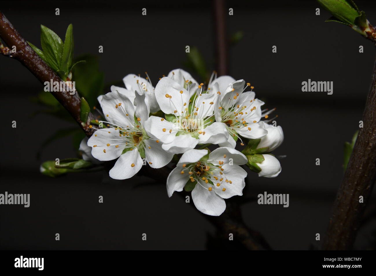 White plum tree hi-res stock photography and images - Alamy
