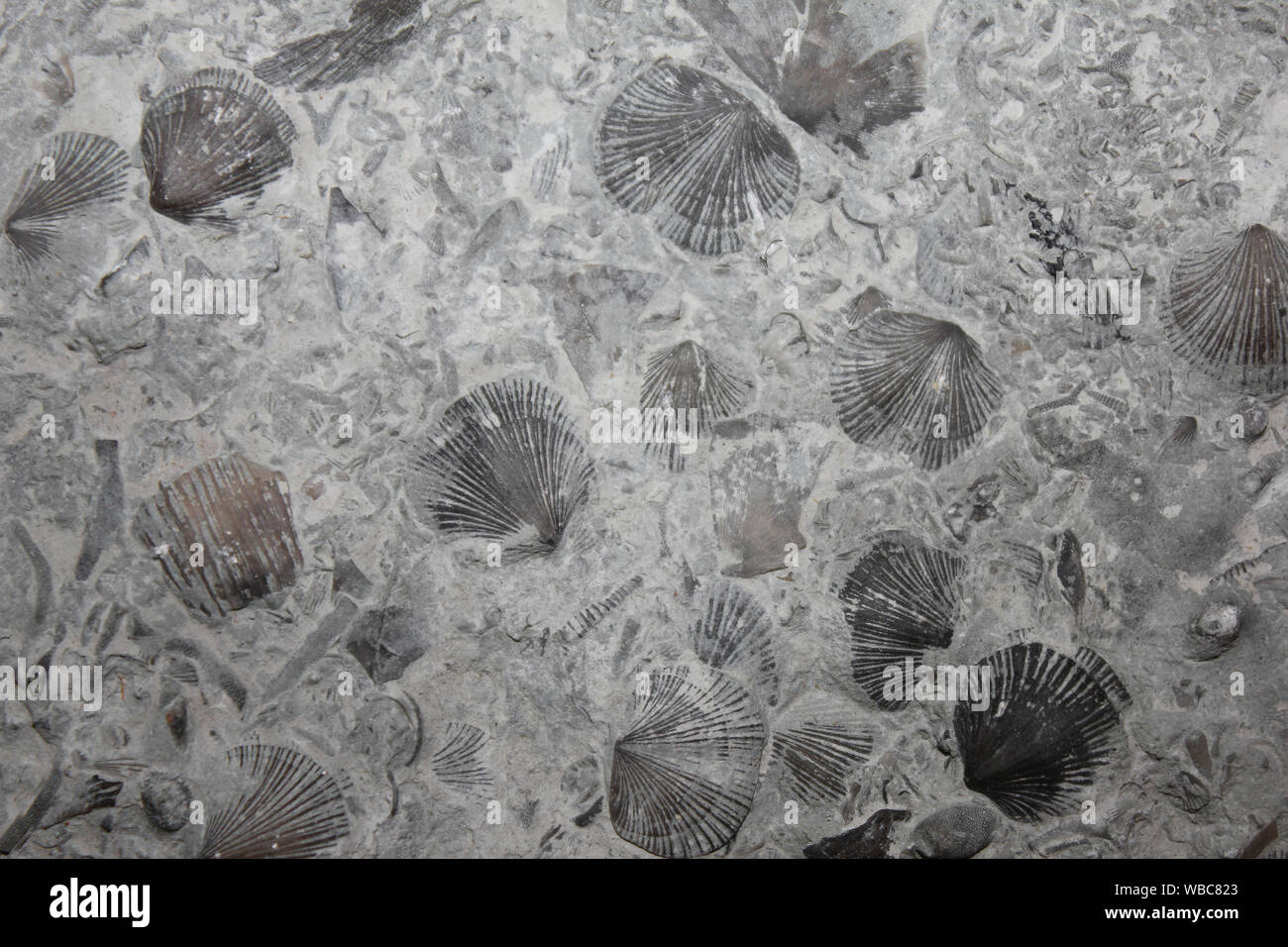 Brachiopod shell hi-res stock photography and images - Alamy