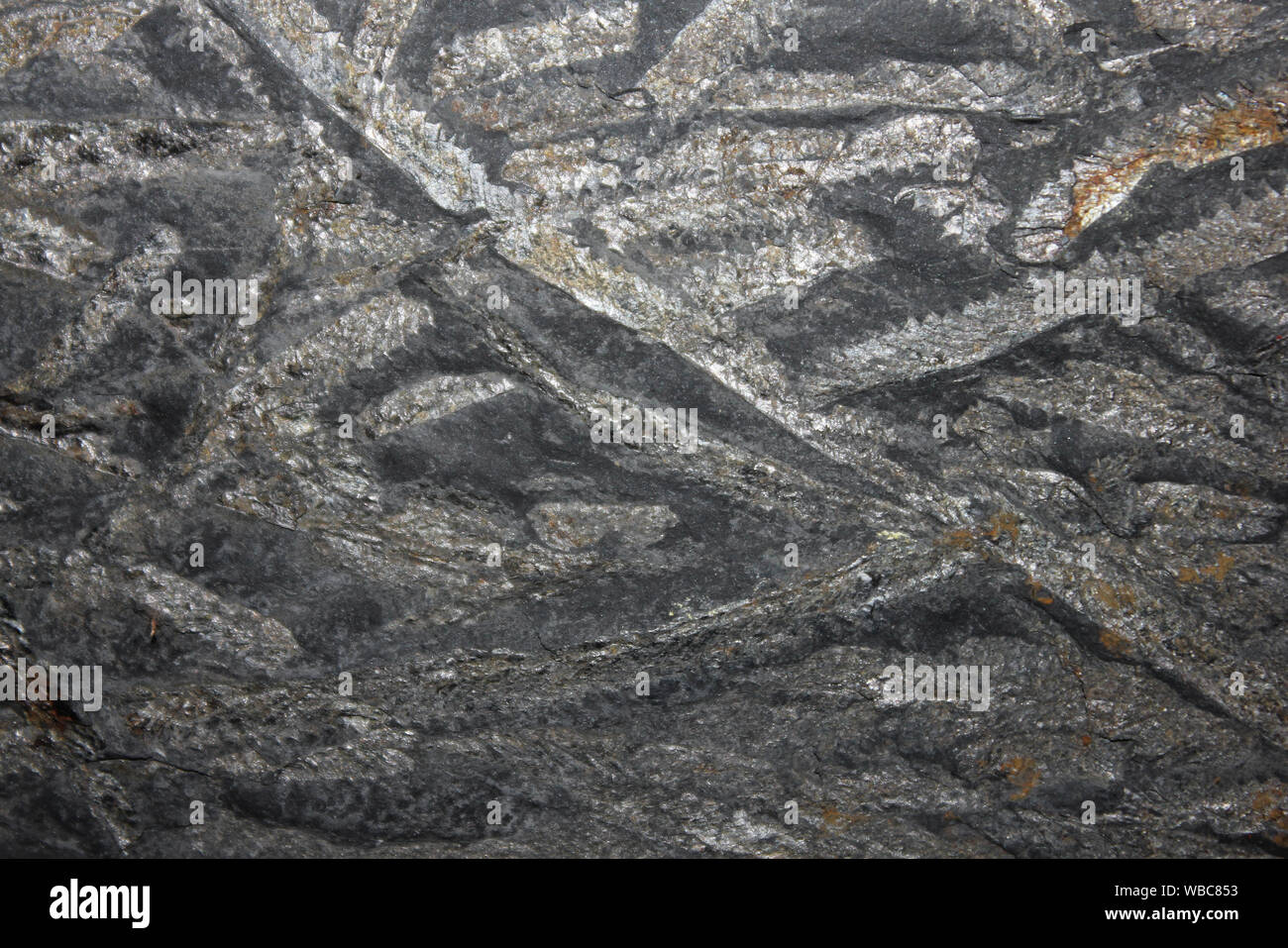 Graptolite hi-res stock photography and images - Alamy