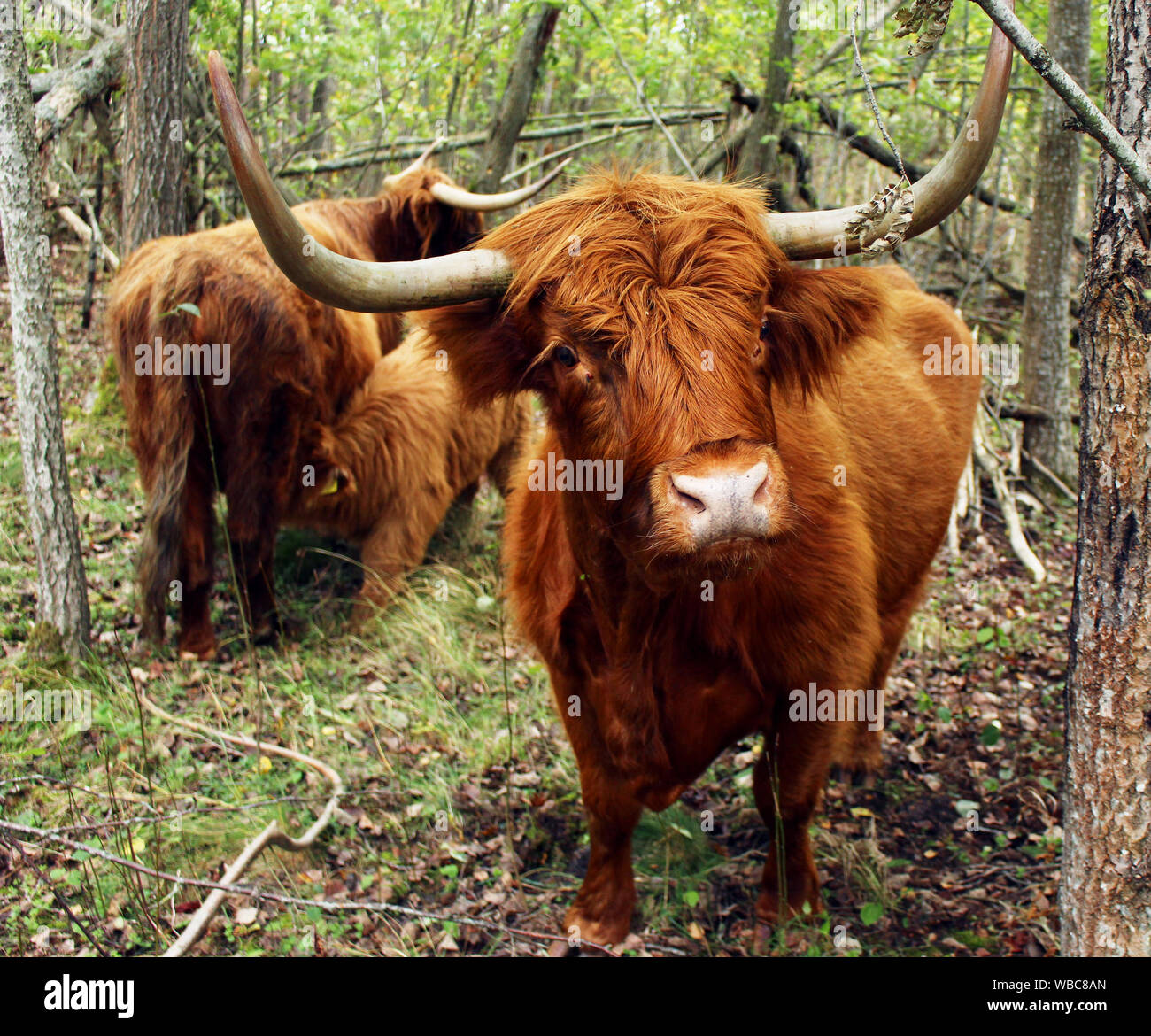 Protection of cow hi-res stock photography and images - Alamy