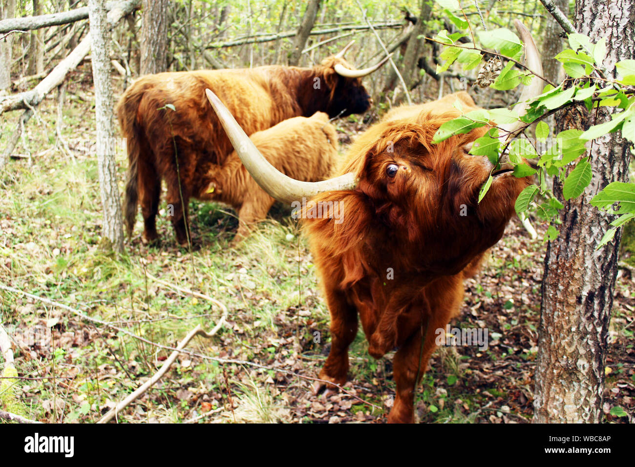 Scottish yak hi-res stock photography and images - Alamy